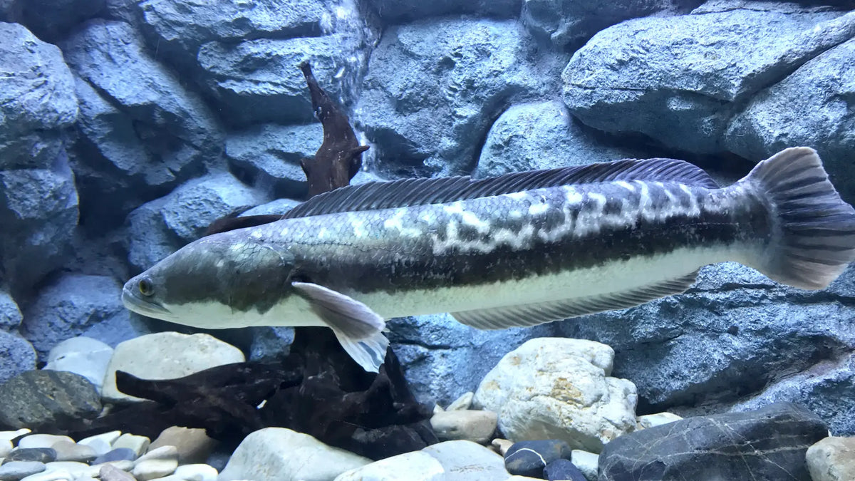 Toman Fish: A Guide to Catching and Cooking – Seaco Online