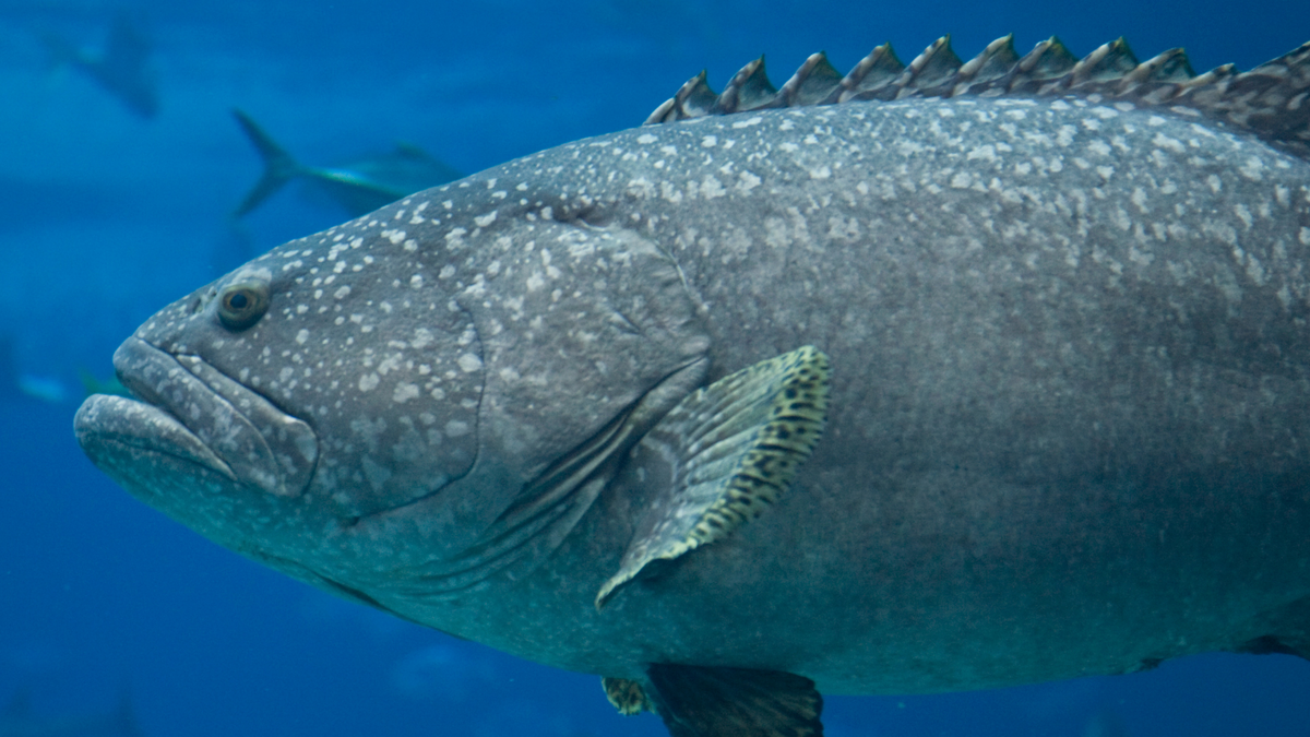 Buy Live Fish Online | Live Fish Delivery Singapore | Seaco – Seaco Online