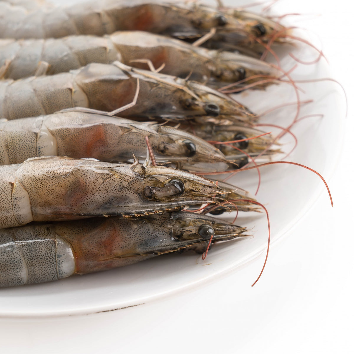 Buy Live Prawns Online in Singapore – Seaco Online