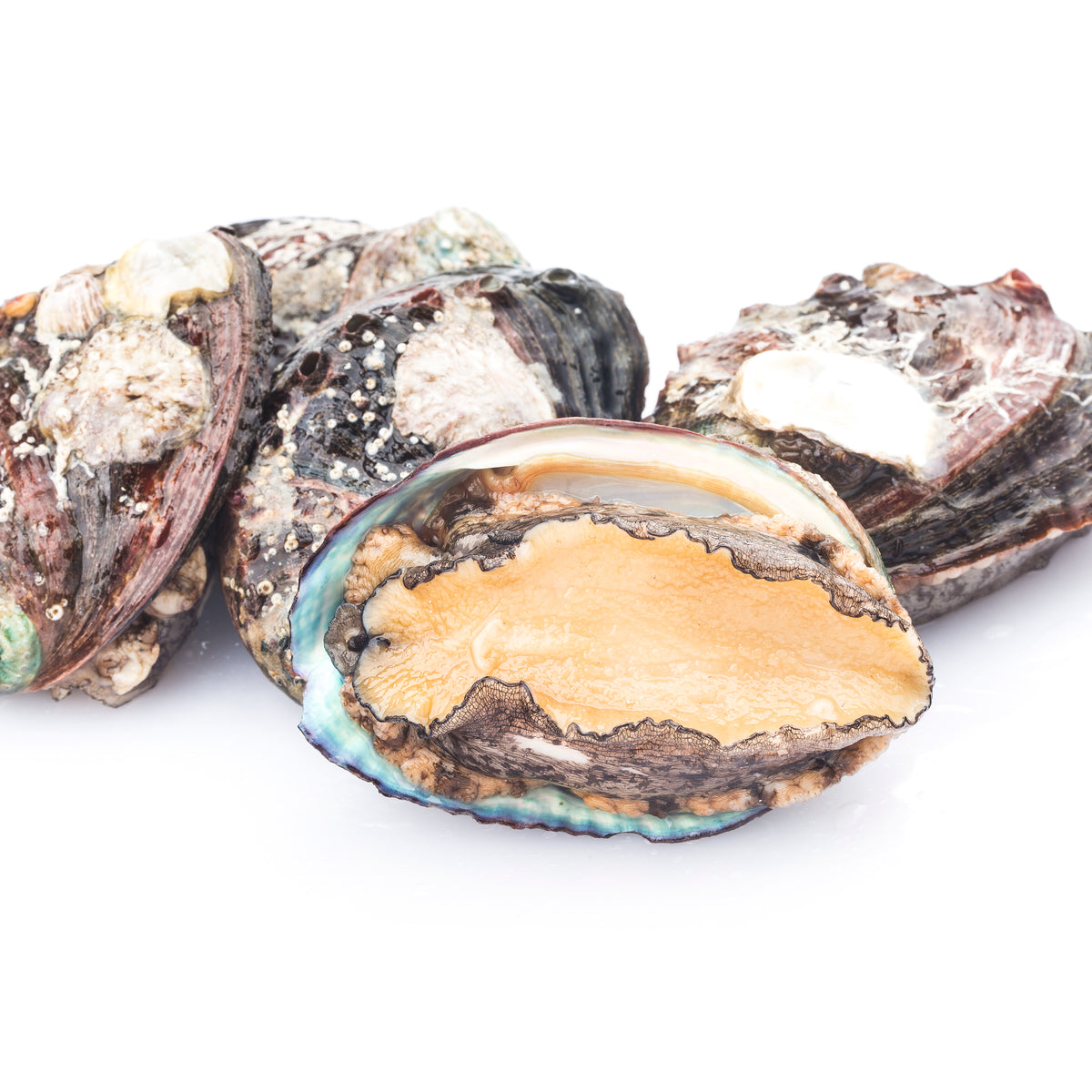 Premium Live Abalone: Freshly Delivered for Your Culinary Delights ...