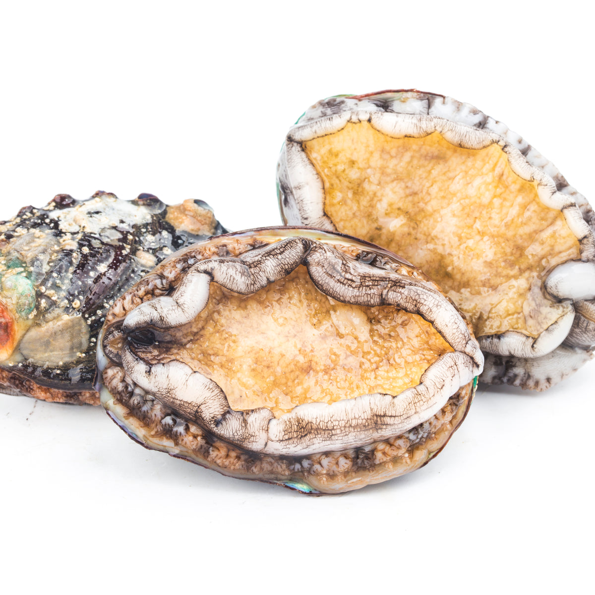 Frozen Abalone | Live Abalone | Canned Abalone Singapore – Seaco Online