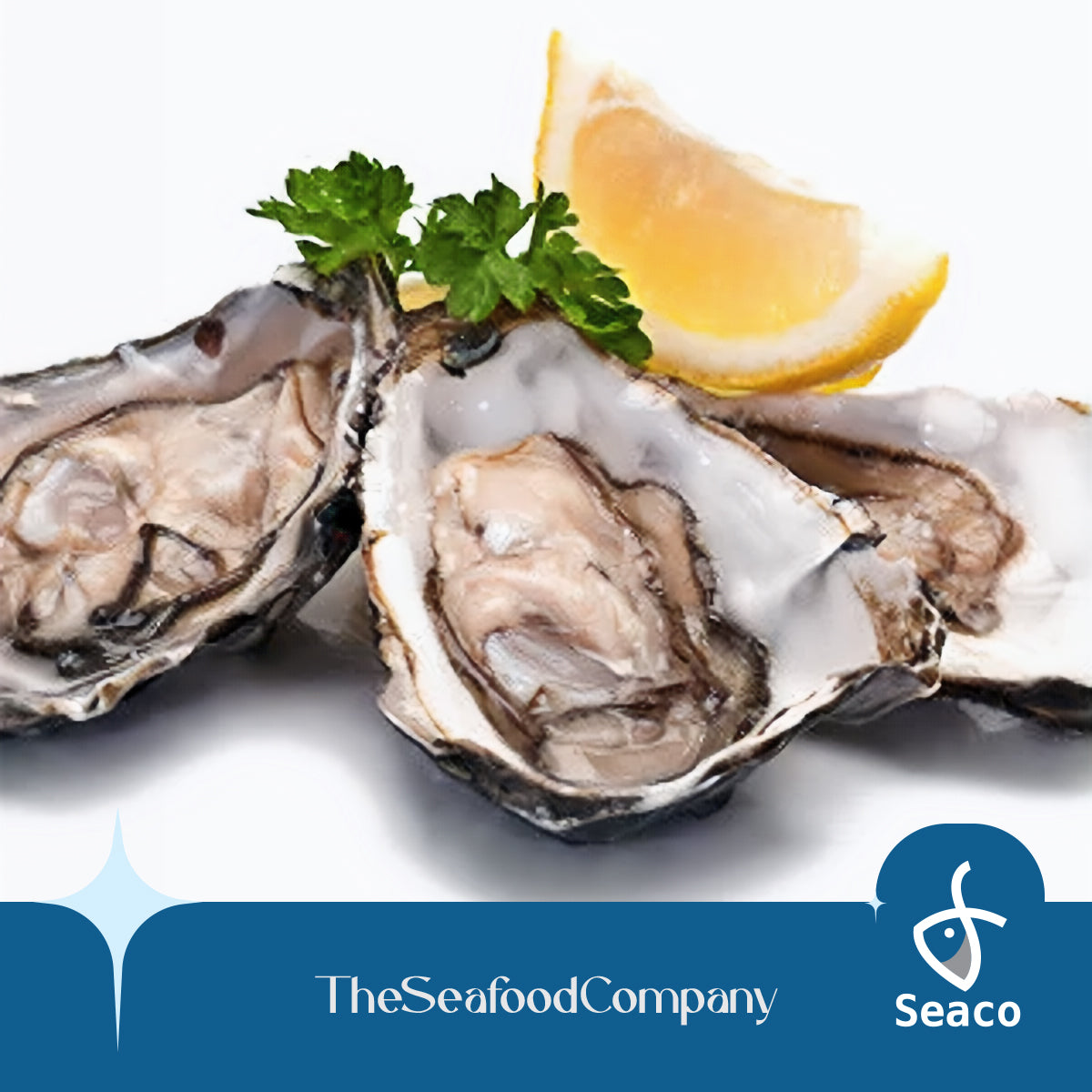 Bundle of 12 - Live French Oysters online in Singapore – Seaco Online