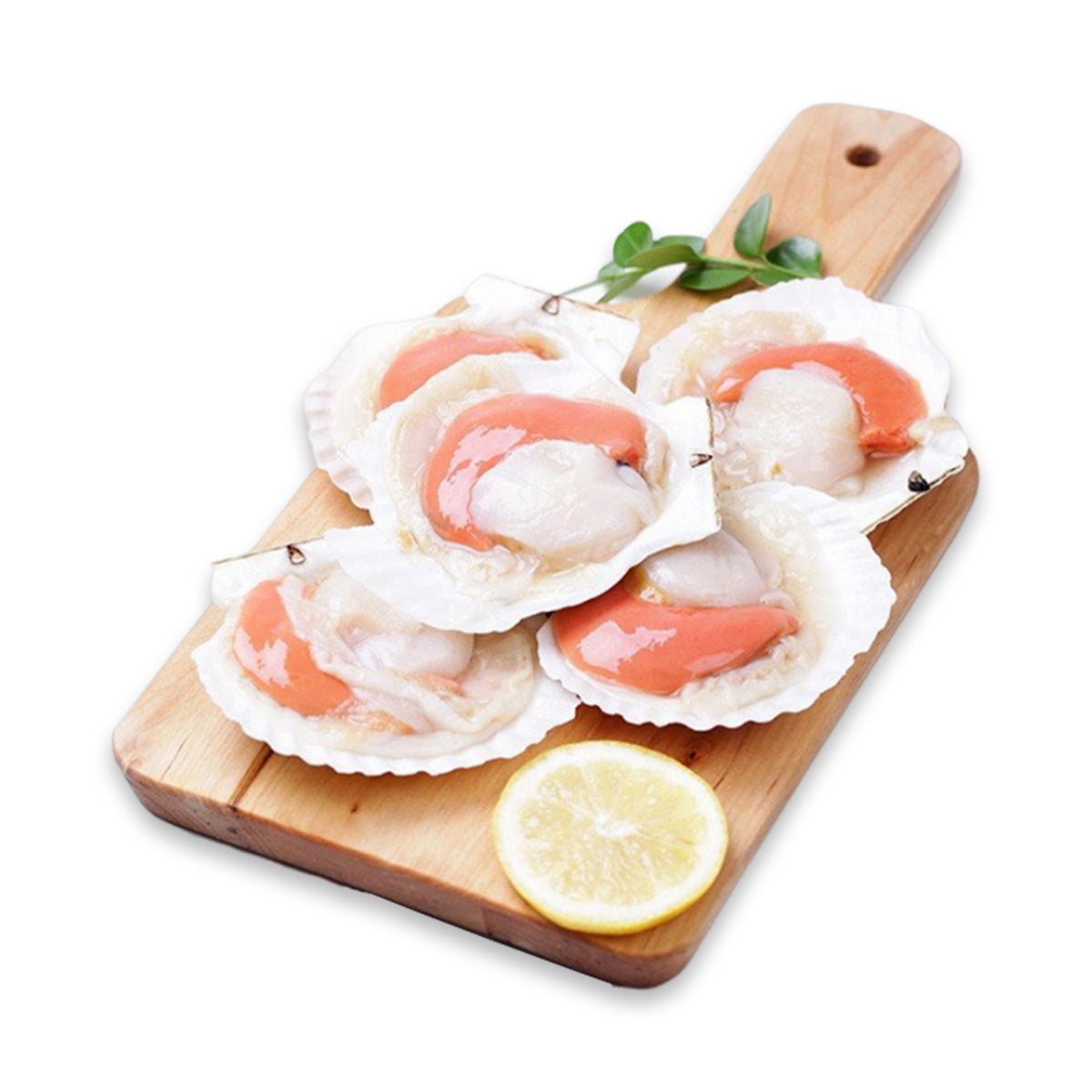 Best Frozen Scallops Singapore | Buy Scallops Online | Seaco – Seaco Online