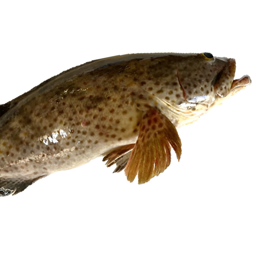 Buy Live Fish Online | Live Fish Delivery Singapore | Seaco – Seaco Online