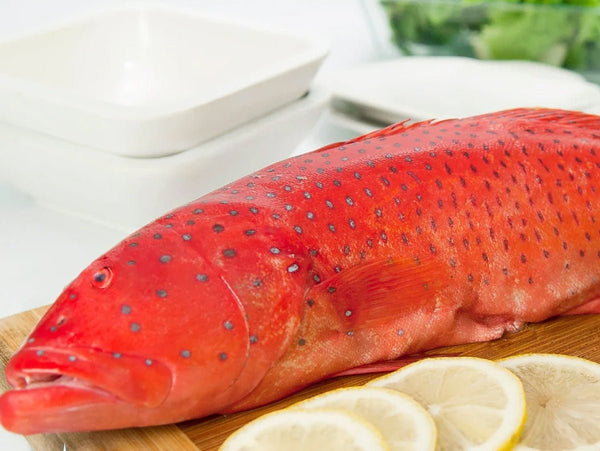 Buy Live Fish Online | Live Fish Delivery Singapore | Seaco – Seaco Online