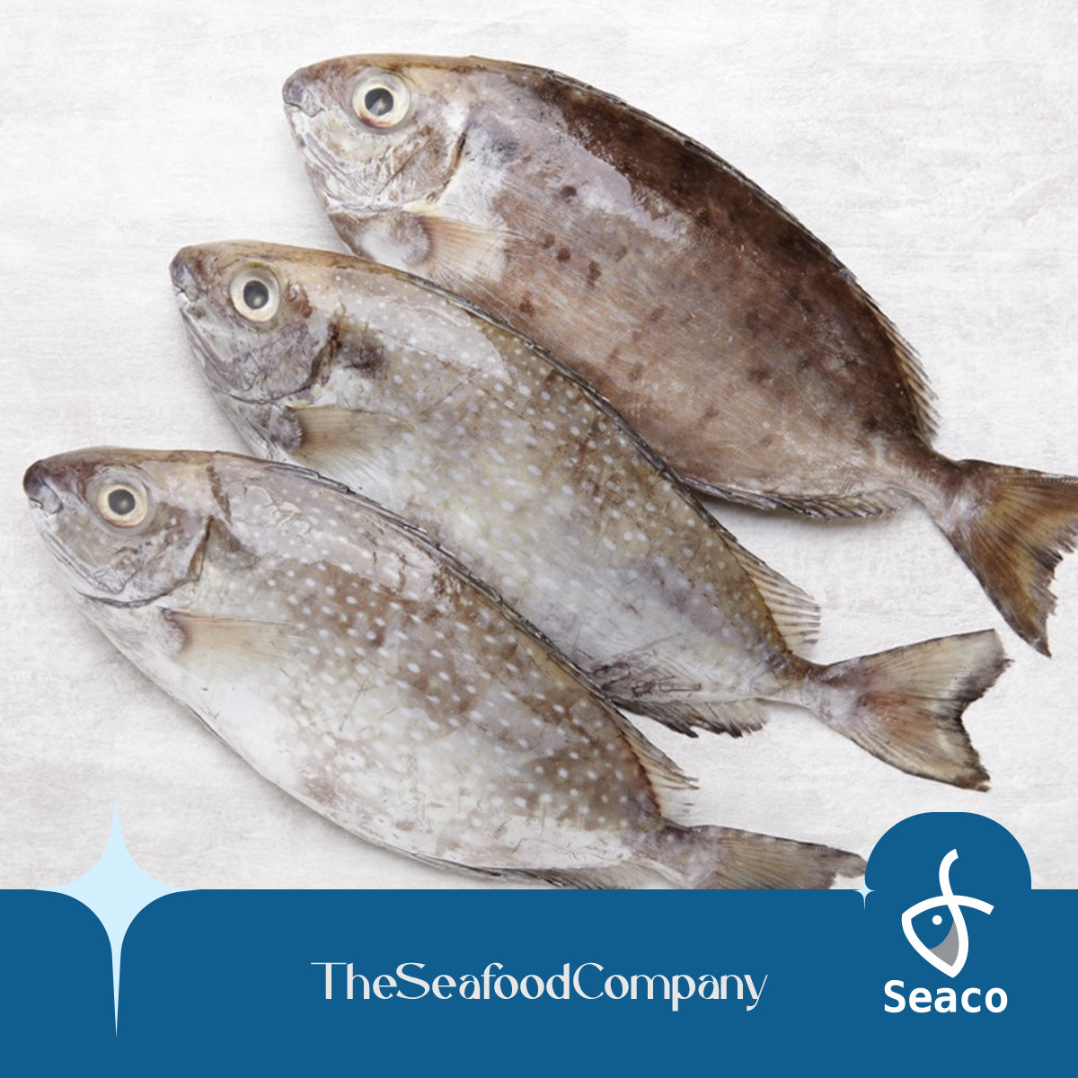 Rabbit Fish – Seaco Online