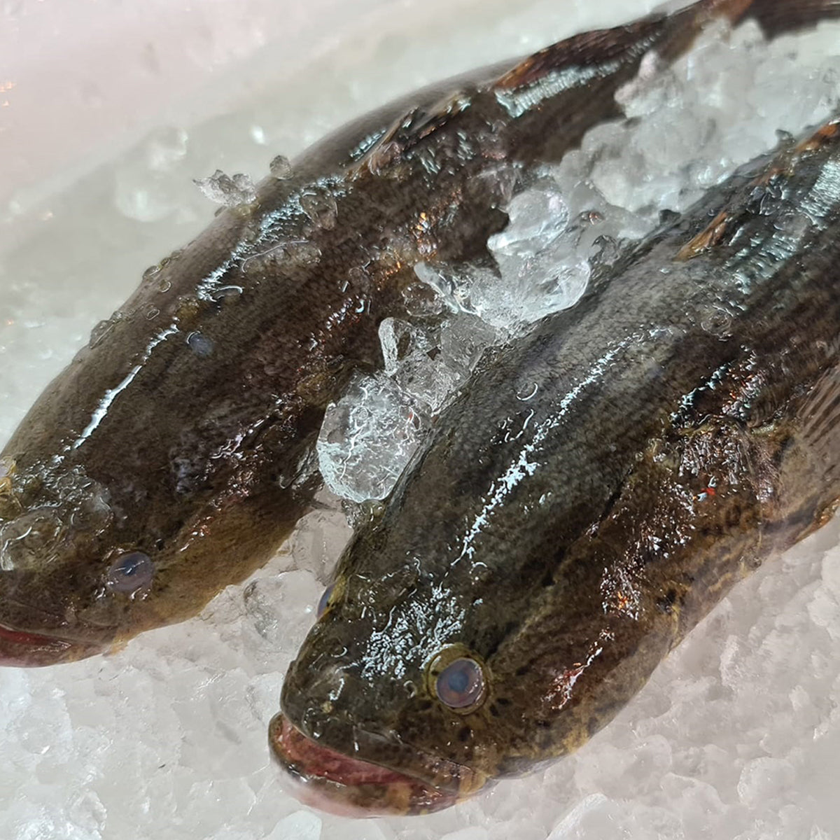 Live Marble Goby Fish | Freshwater Marbled Goby | Seaco – Seaco Online