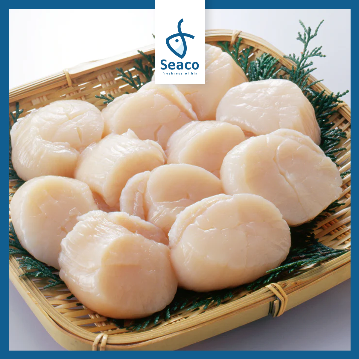 > Buy Sashimi Grade Hokkaido Scallop 1kg online in Singapore – Seaco Online