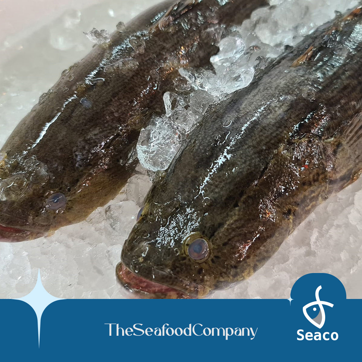 Whole Soon Hock - Gilled, Gutted, Scaled – Seaco Online