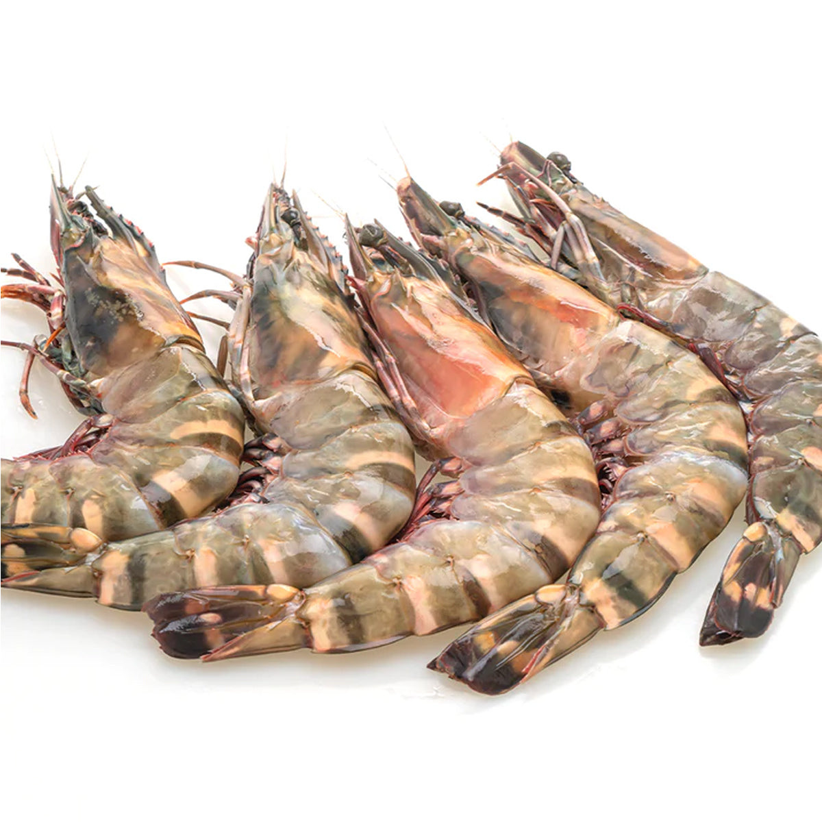 Head On Shell On Tiger Prawns | Seaco Online