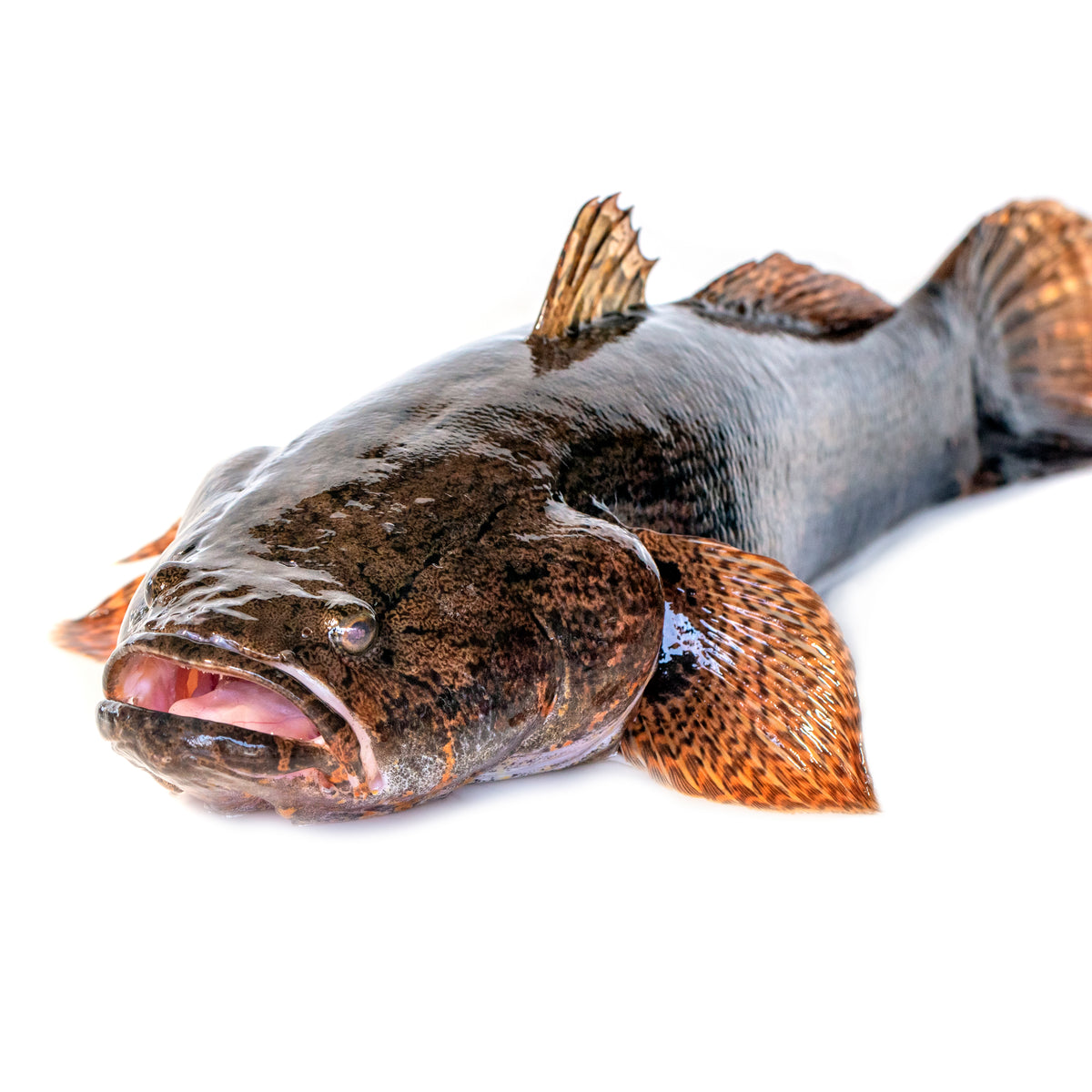 Soon Hock Fish Singapore Online Delivery | Seaco – Seaco Online