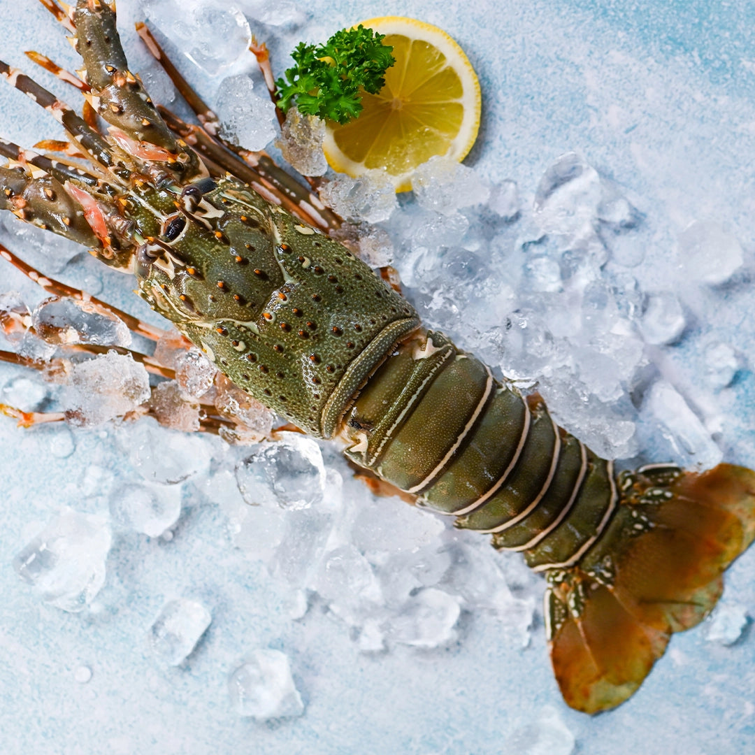 Bamboo Lobster – Seaco Online